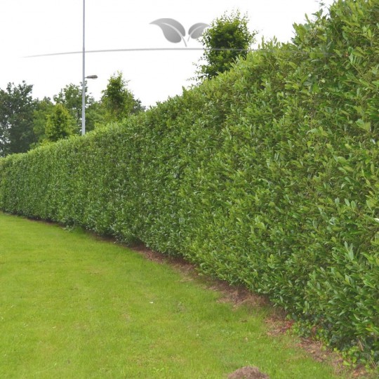 Laurierkers Caucasica 40-60 cm | Gardline Boomkwekerijen