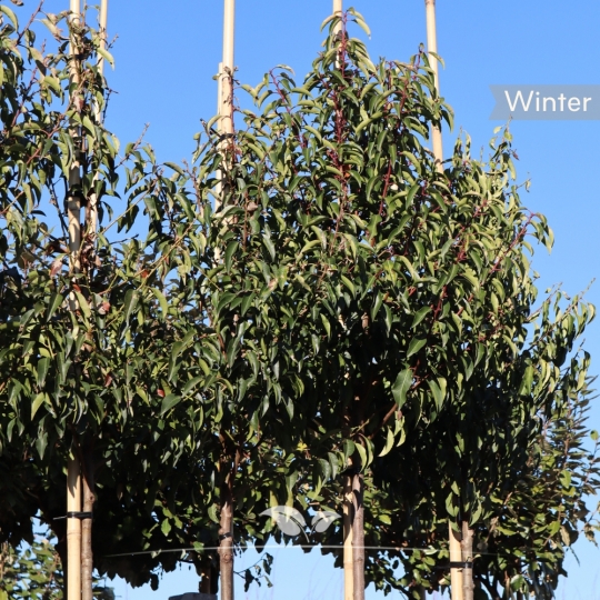 Portugese Laurier - Prunus lusitanica Angustifolia 250-300cm