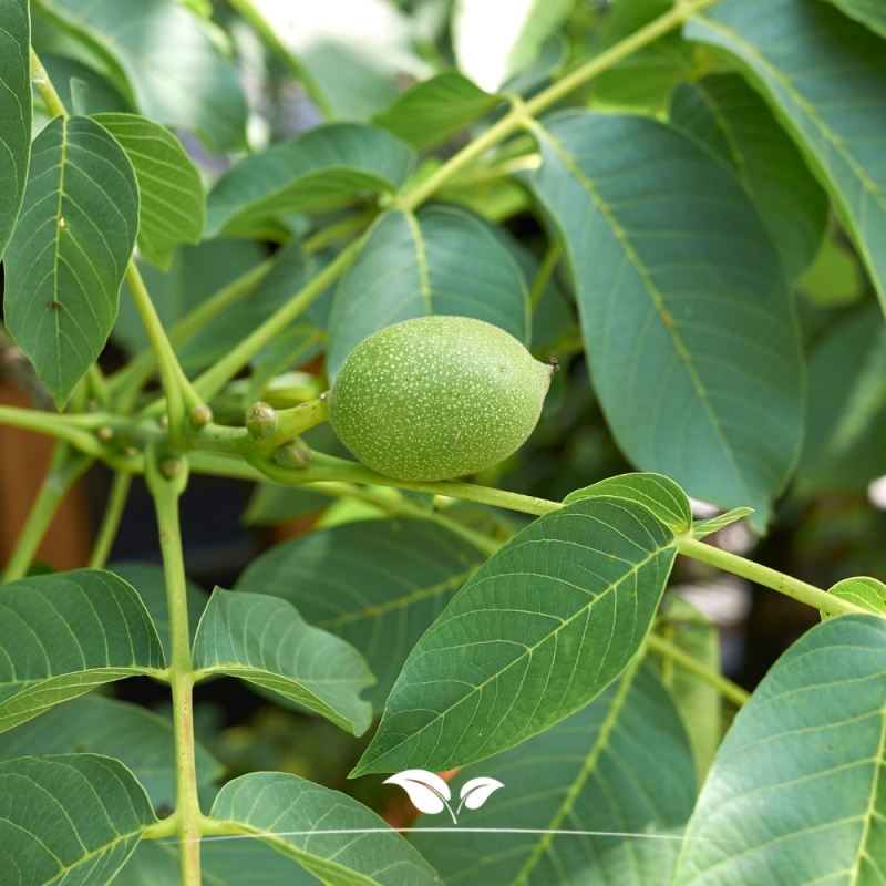 Walnotenboom - Gewone Walnoot - Juglans regia 250-300 cm