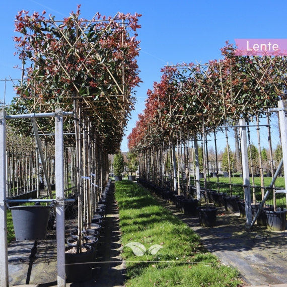 Glansmispel Red Robin (Photinia) Totale hoogte 300cm Leiboom