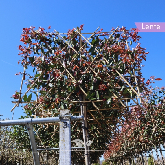 Glansmispel Red Robin (Photinia) Totale hoogte 300cm Leiboom