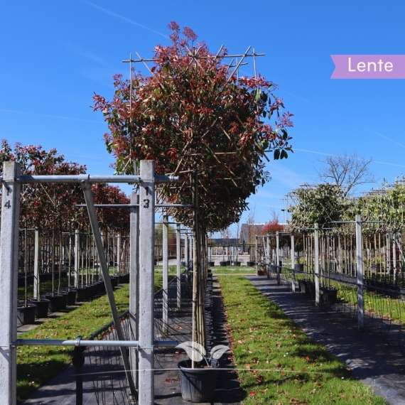 Glansmispel Red Robin (Photinia) Totale hoogte 300cm Leiboom