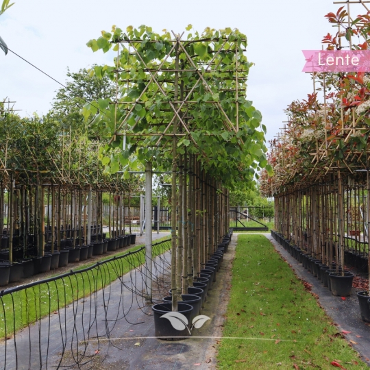 Koningslinde - Tilia europaea Pallida Hoogte 280 cm Leiboom