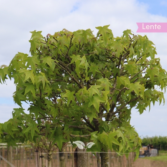 Bolamberboom - Liquidambar styraciflua Gumball 250-300 cm
