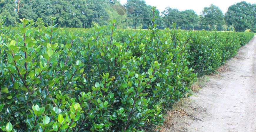 Ilex meserveae Blue Prince haag | Gardline