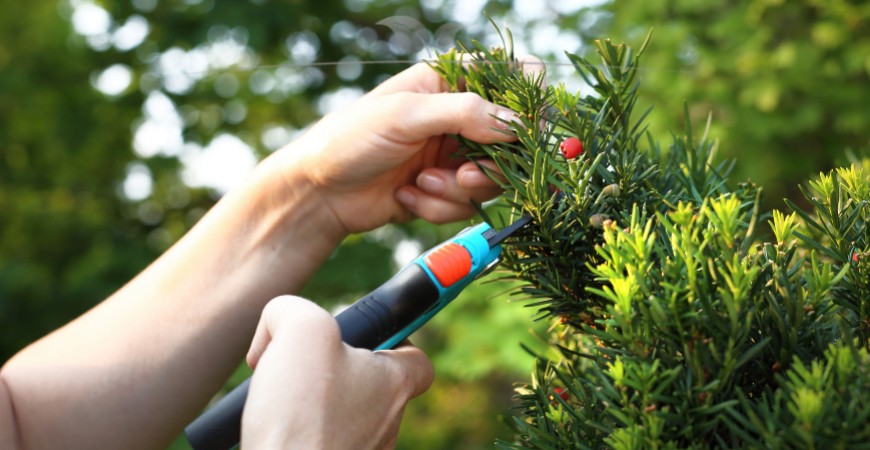 Taxus media Hicksii snoeien | Gardline